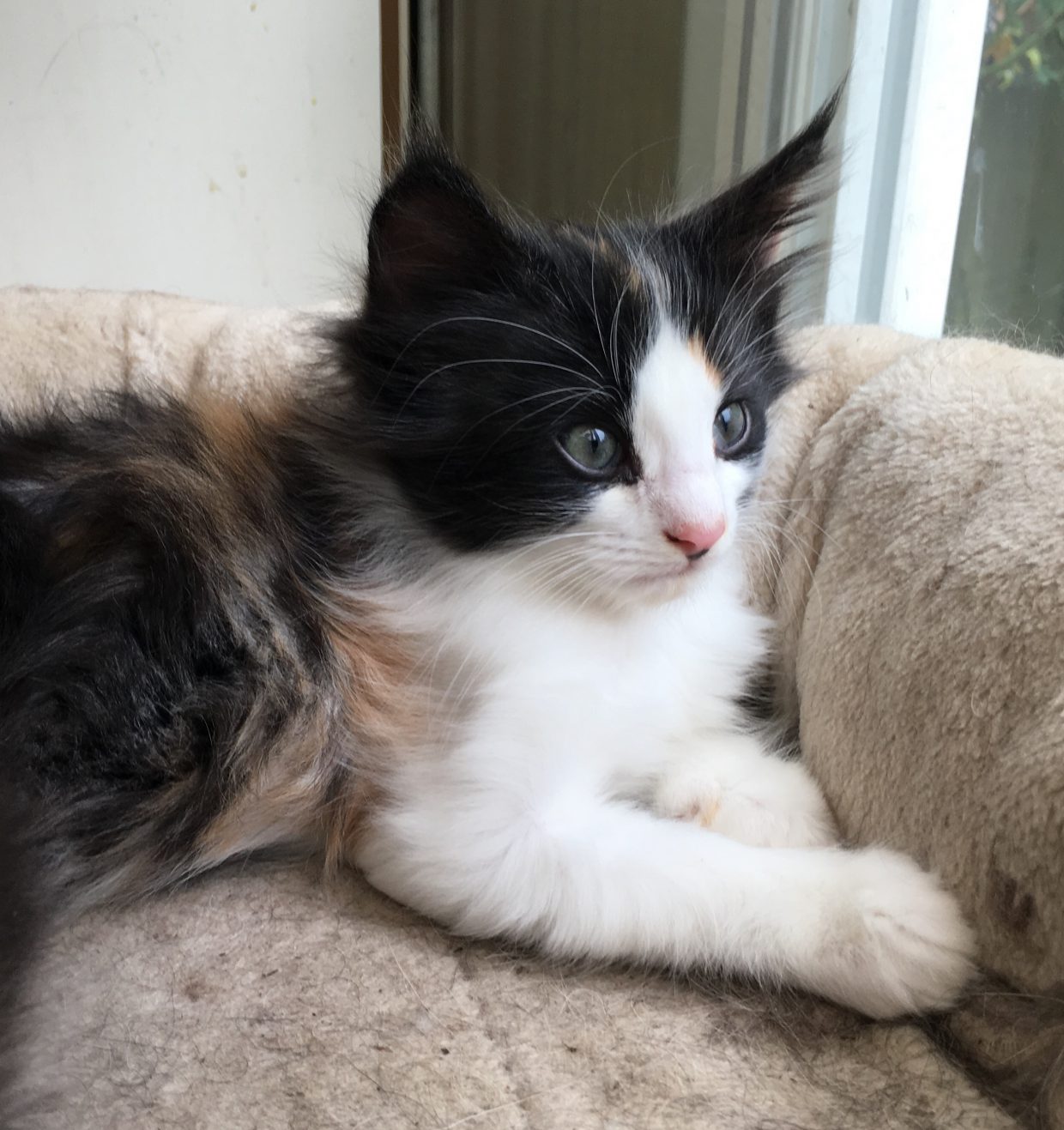 Mabel Zoekt Een Nieuw Thuis Cattery Van De Yvelaar